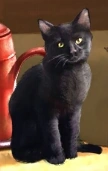 Silas Crump's cat | Harry Potter Wiki | Fandom