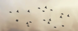 Starling | Harry Potter Wiki | Fandom