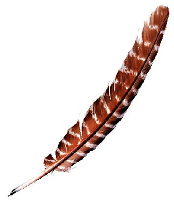Quill | Harry Potter Wiki | Fandom