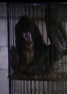 Mandrill | Harry Potter Wiki | Fandom