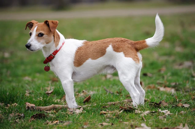 Jack Russell terrier | Harry Potter Wiki | Fandom