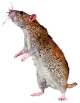 Dex | Harry Potter Wiki | Fandom