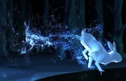 Rabbit | Harry Potter Wiki | Fandom