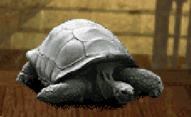 Tortoise | Harry Potter Wiki | Fandom