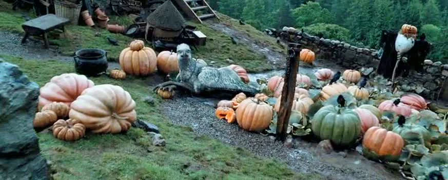 Dyniowe grządki Rubeusa Hagrida | Harry Potter Wiki | Fandom