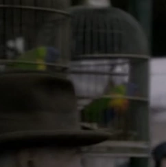 Rainbow lorikeet | Harry Potter Wiki | Fandom