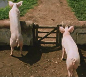 Weasley family pigs | Harry Potter Wiki | Fandom