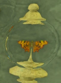 Southern comma butterfly | Harry Potter Wiki | Fandom