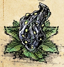 Bubotuber | Harry Potter Wiki | Fandom