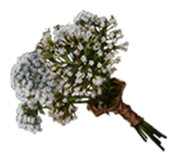 valerian root smiths