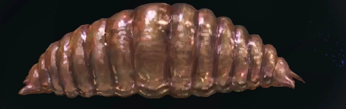 Flobberworm Harry Potter