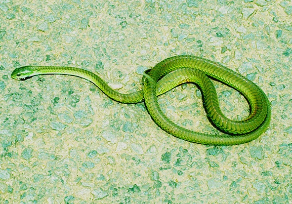 Boomslang | Harry Potter Wiki | Fandom