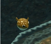 Puffer-fish | Harry Potter Wiki | Fandom