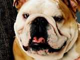 Category:Dogs | Harry Potter Wiki | Fandom