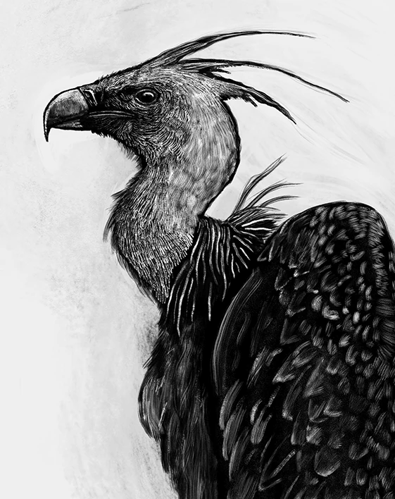 Hans | Wiki Harry Potter | Fandom