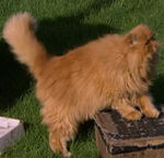 Crookshanks | Harry Potter Wiki | Fandom