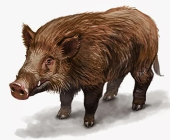 Boar | Harry Potter Wiki | Fandom