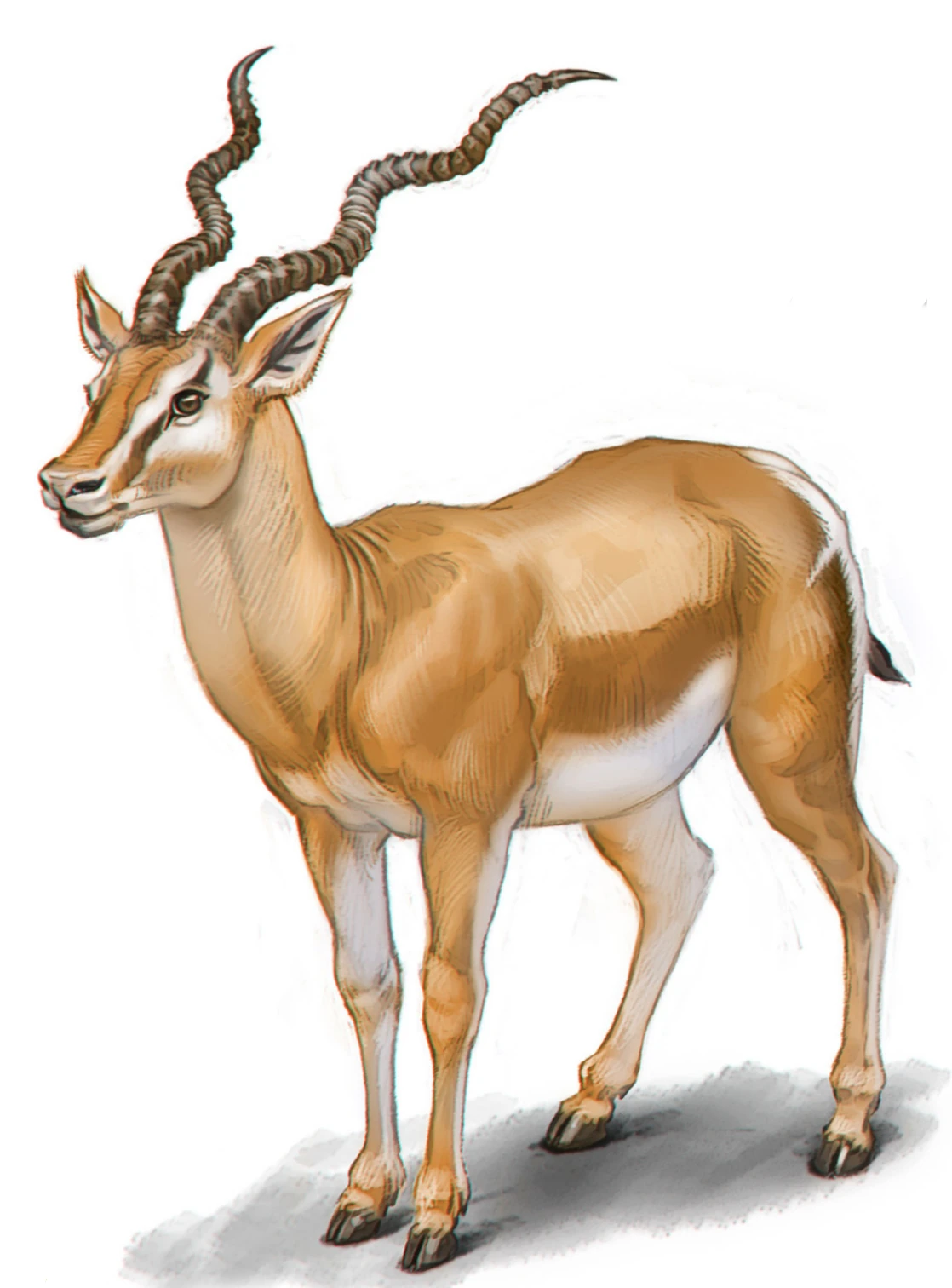 Impala | Harry Potter Wiki | Fandom
