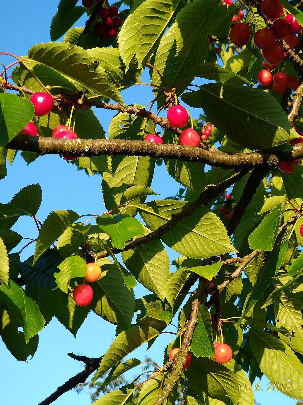 Kirsche (Baum) | Harry-Potter-Lexikon | Fandom