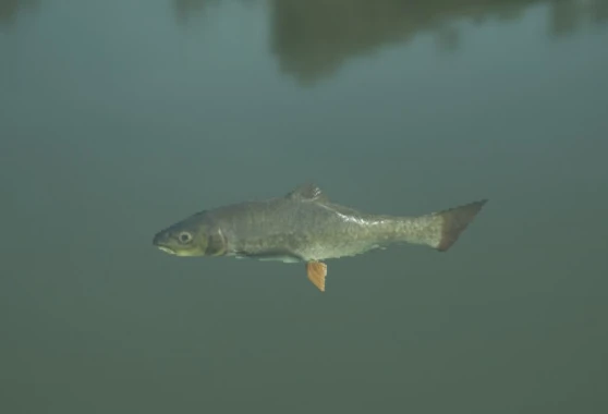 Haddock | Harry Potter Wiki | Fandom