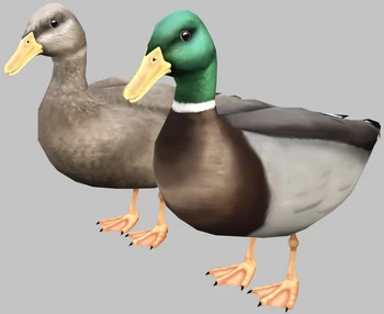 Duck | Harry Potter Wiki | Fandom