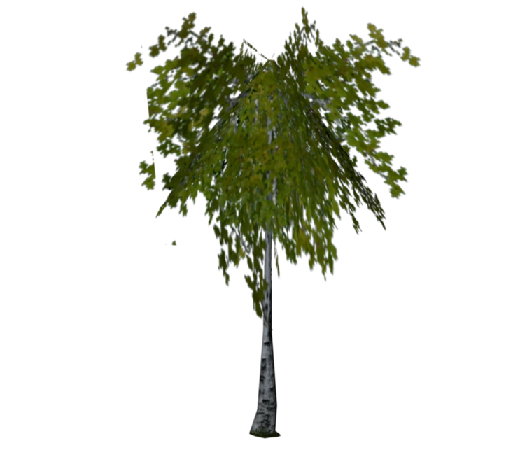 Birch | Harry Potter Wiki | Fandom