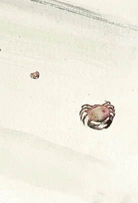 Chizpurfle | Harry Potter Books Wiki | Fandom