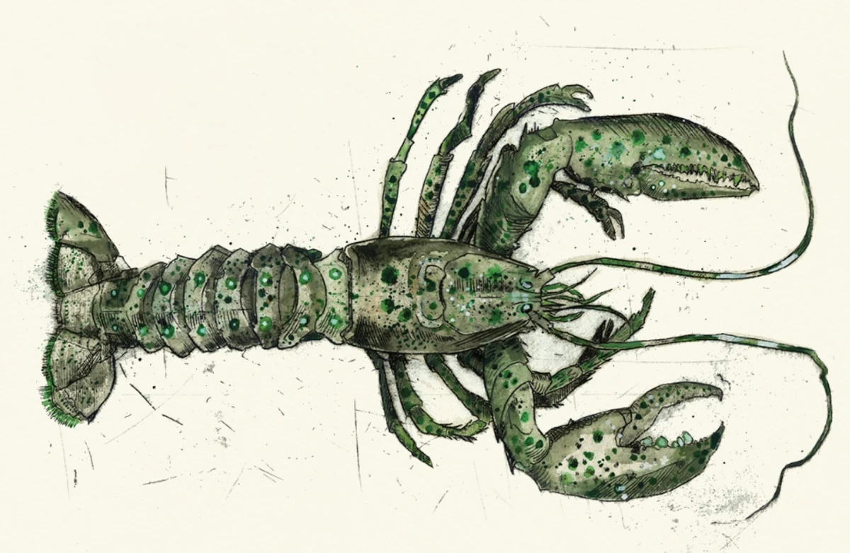 Mackled Malaclaw | Harry Potter Books Wiki | Fandom