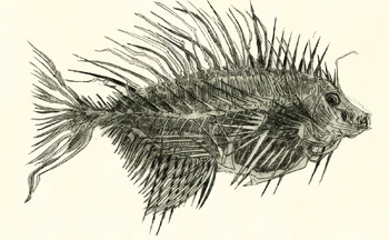 Shrake | Harry Potter Books Wiki | Fandom