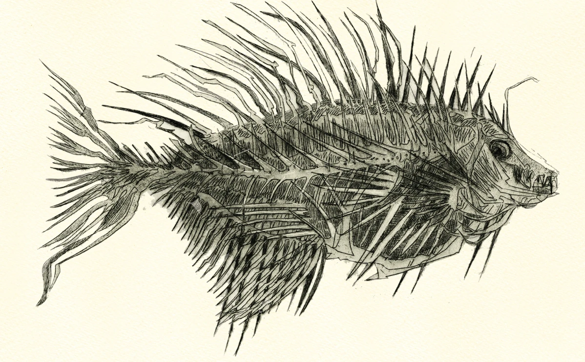 Shrake | Harry Potter Books Wiki | Fandom