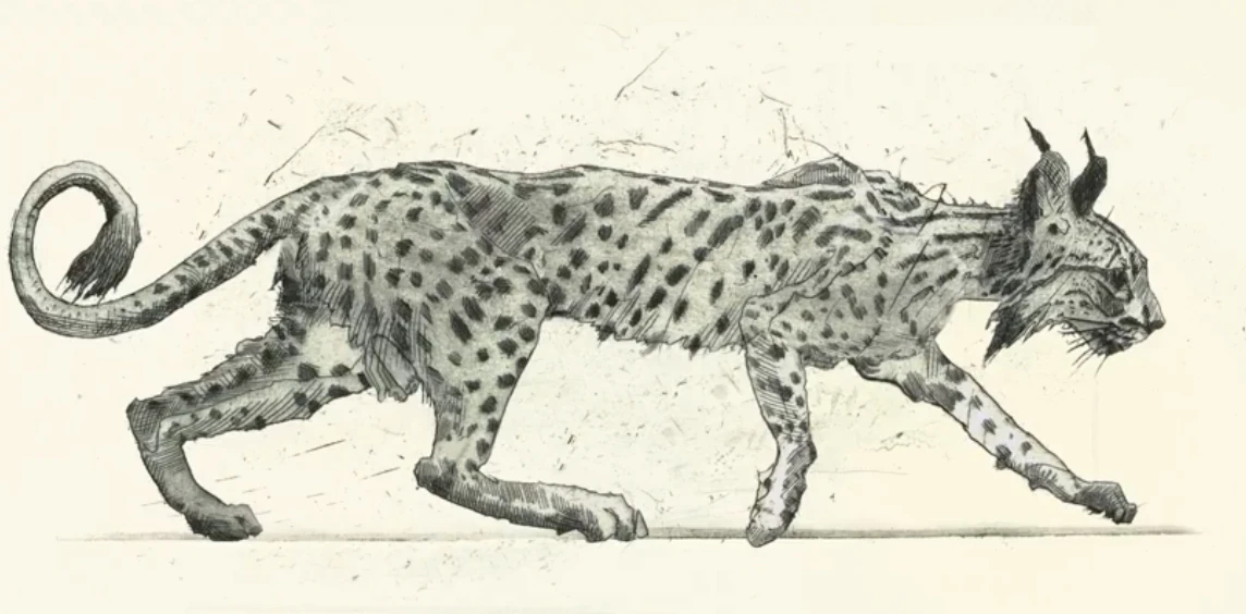 Kneazle Harry Potter