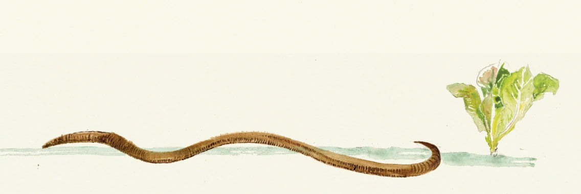 Flobberworm Harry Potter