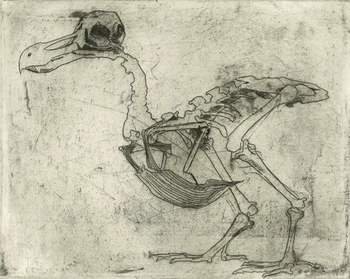 Diricawl | Harry Potter Books Wiki | Fandom