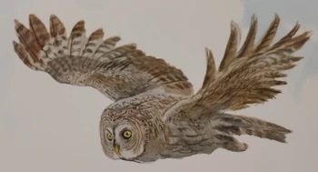 Pigwidgeon | Harry Potter Books Wiki | Fandom