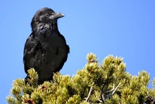 Freya Graves Scholt (Unicorn Club) | Harry Potter Fanon Wiki | Fandom