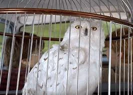 Hedwig (Admin) | Harry Potter Spiders Wiki | Fandom