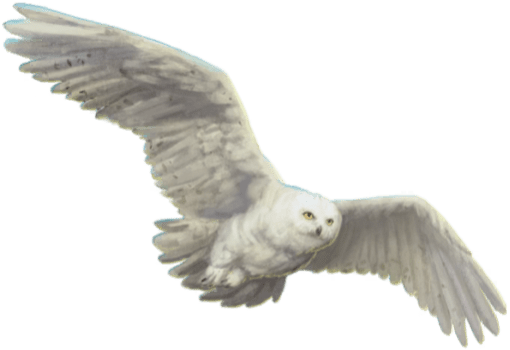The Noble Collection Harry Potter Hedwig Owl Post Wall Décor ... The Noble Collection Harry Potter Hedwig Owl Post Wall Décor ...