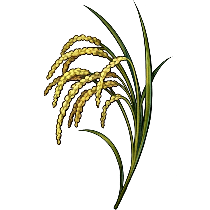 Rice Plant Drawing
