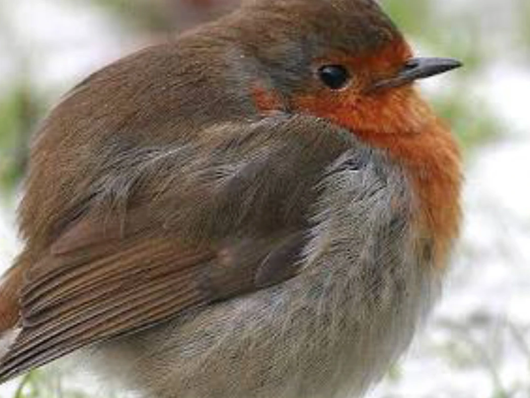 Vanessa Jernandez | Harvester Duck- Xenomorph - Predator Wiki | Fandom