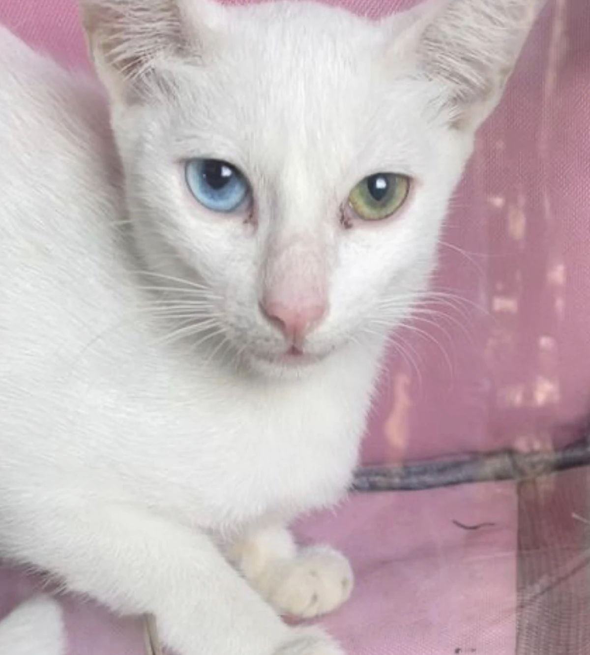 Misty | Hatdogs Wiki | Fandom