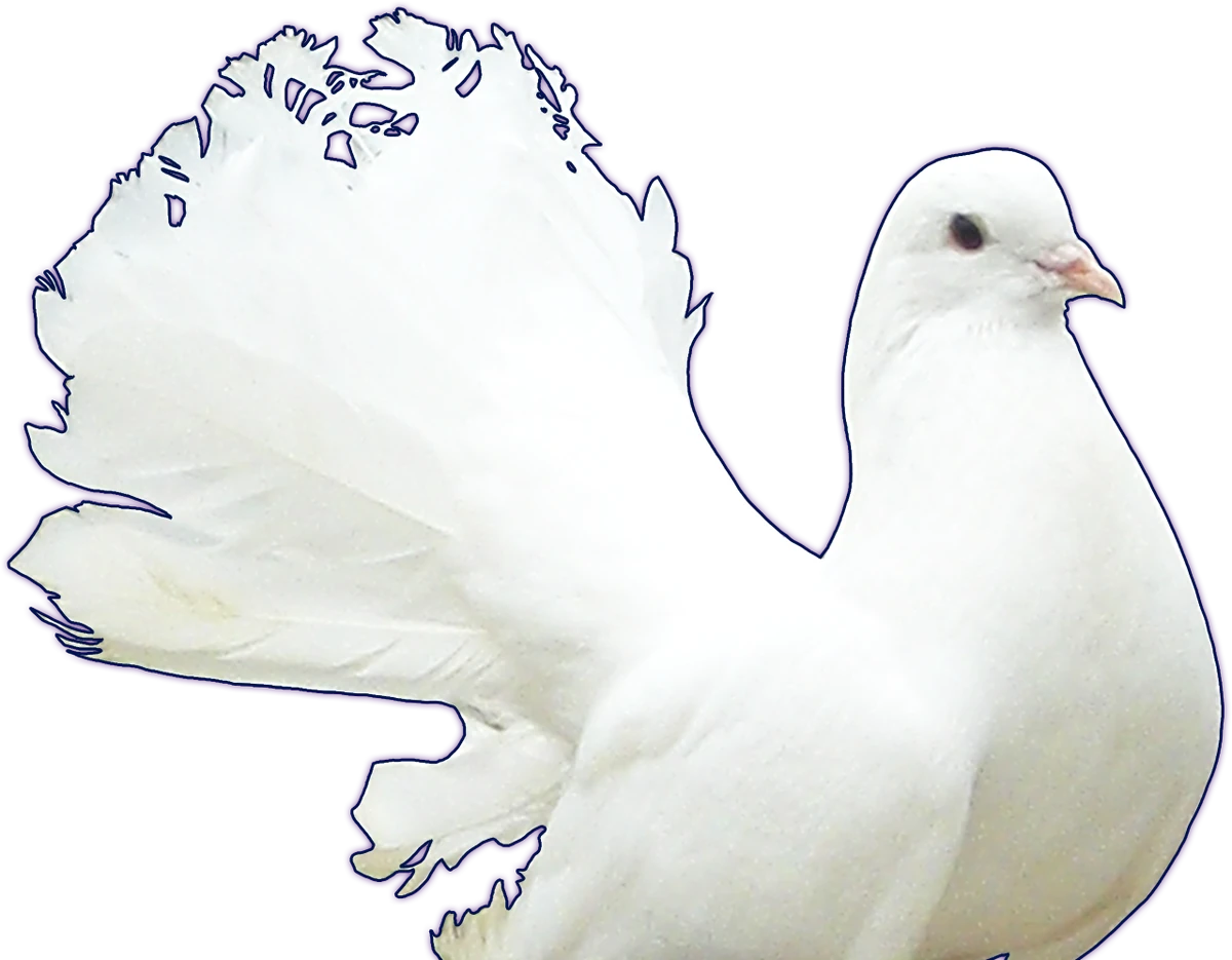 Sakuya Le Bel Shirogane/Gallery | Hatoful Boyfriend Wiki | Fandom