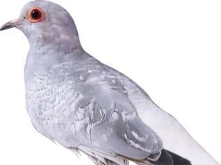 Yuki Shirojiro | Hatoful Boyfriend Wiki | Fandom