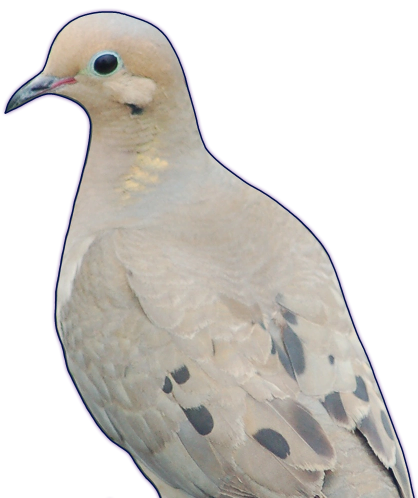 Nageki Fujishiro/Gallery | Hatoful Boyfriend Wiki | Fandom