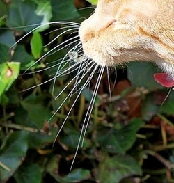 Funktion der Schnurrhaare | Hauskatzen Wiki | Fandom