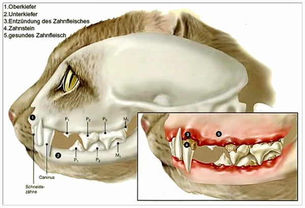 Das Gebiss | Hauskatzen Wiki | Fandom