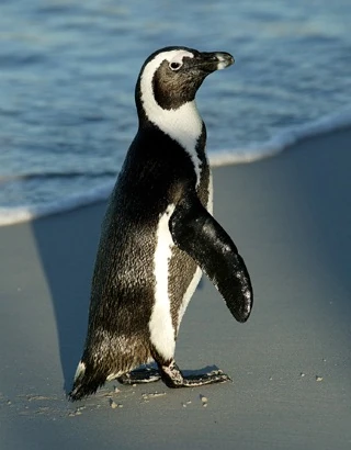 African penguin | Hay day fanon Wiki | Fandom