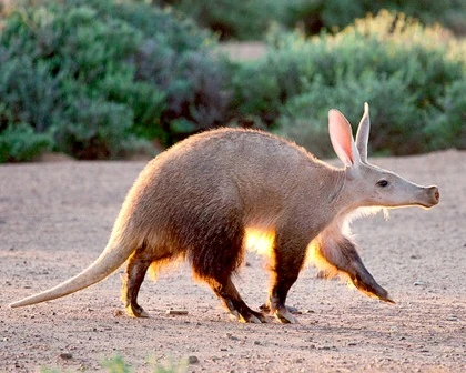 Arrdvark | Hay day fanon Wiki | Fandom