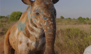 Mulefa | His Dark Materials | Fandom