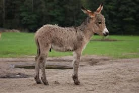 Donkeys | Headhunter's Holosuite Wiki | Fandom