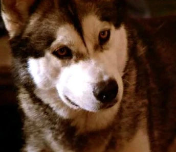 Nanook | Headhunter's Holosuite Wiki | Fandom